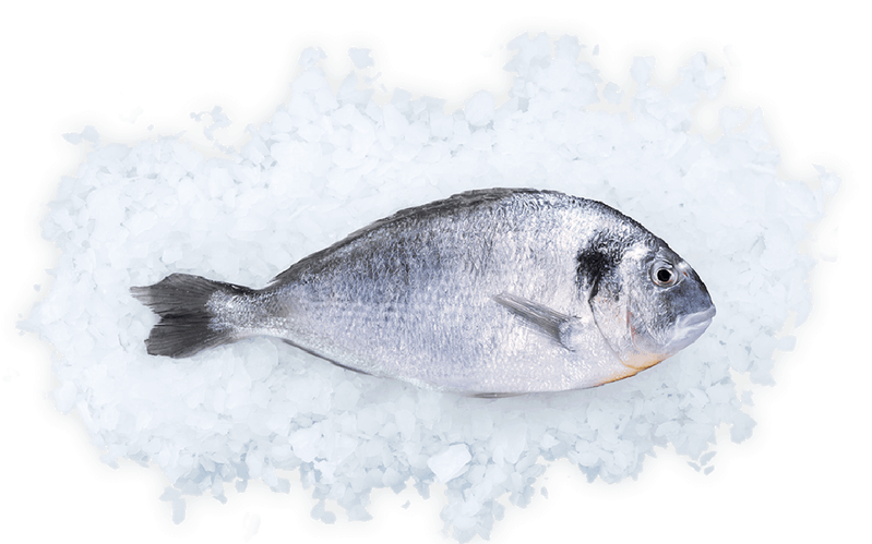 Fewa Fish